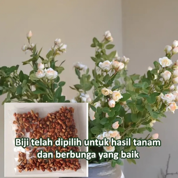 Benih Mawar Bucket Tokyo G-ads – Order Cepat